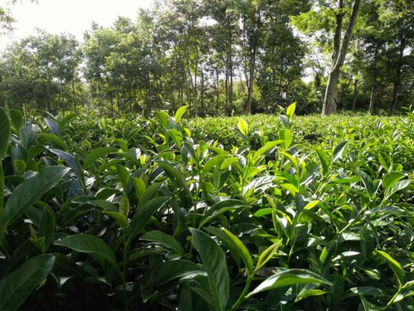 Oolong Tea Processing – Your Access to Delicious Coffee and Tea